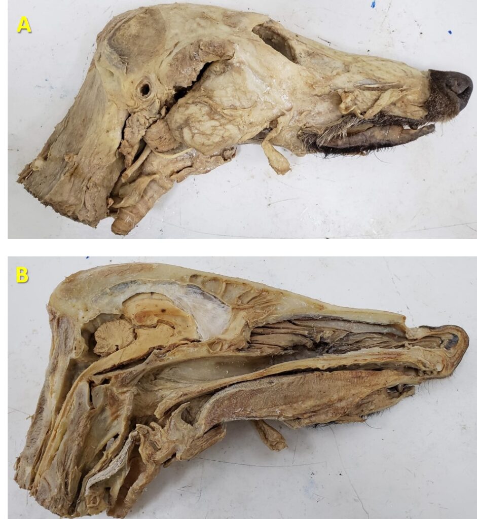 Establishment and Operationalization of a Low-Budget Plastination ...