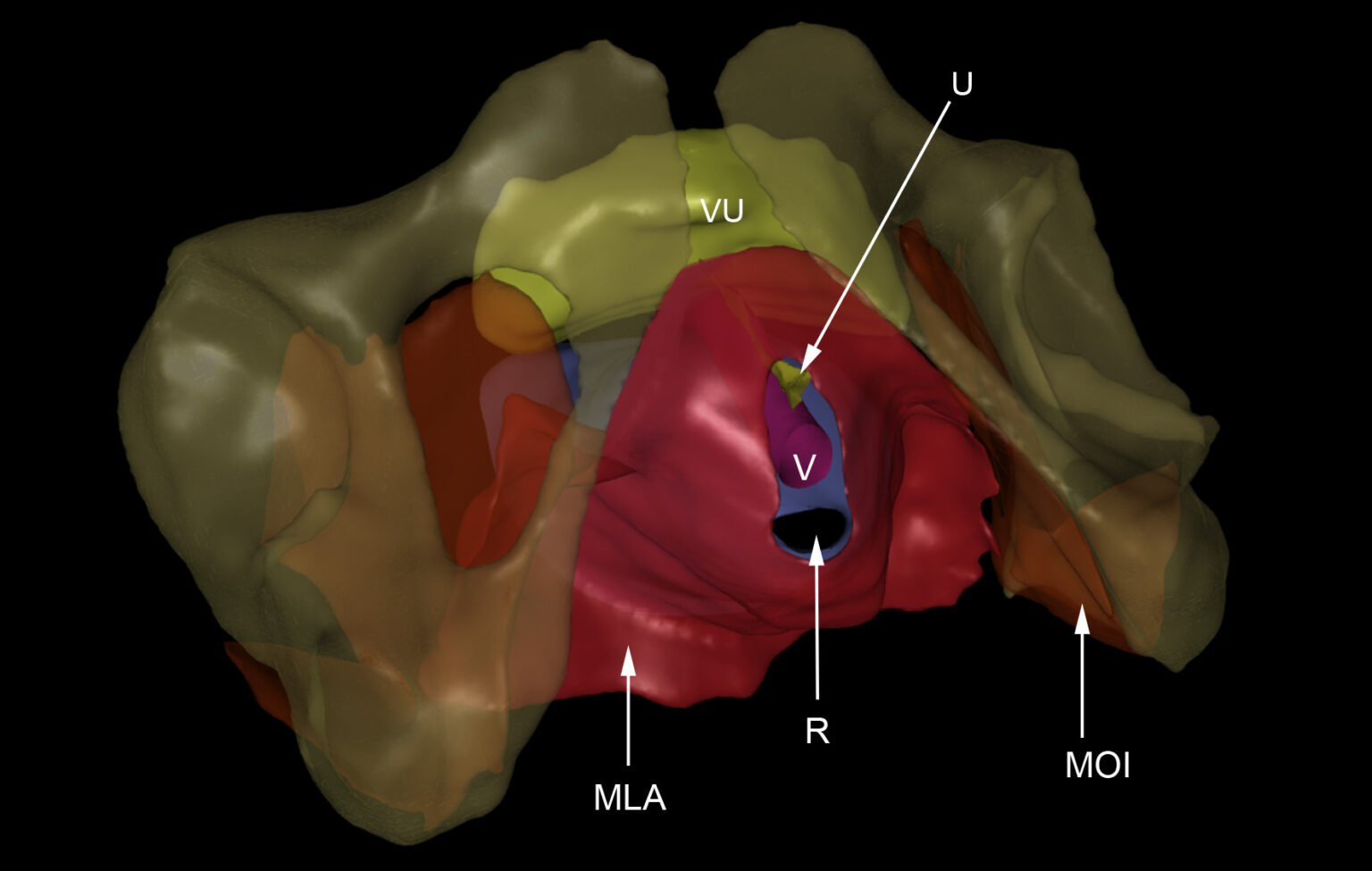 Three dimensional reconstruction of a female pelvis using plastinated ...