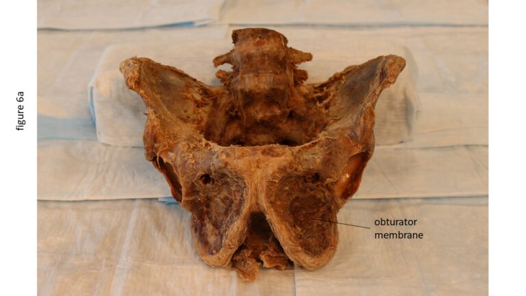 Method for Creating Interactive Plastinated Models of the Male and ...