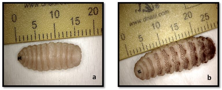 S10 Plastination Technique for Preservation of Parasites: the case of ...