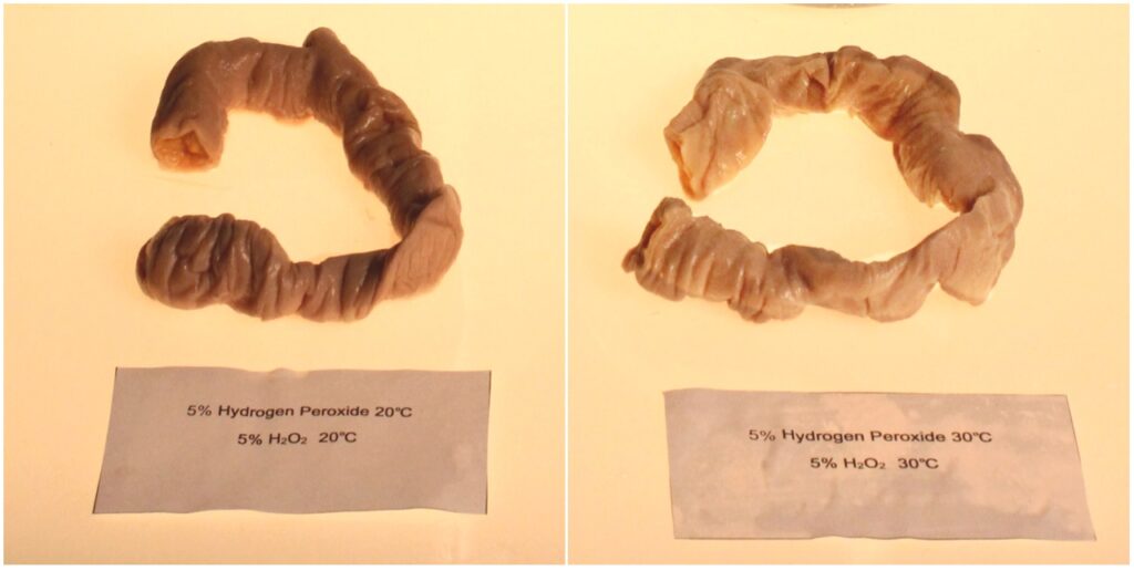 Bleaching of specimens before dehydration in plastination: a small ...