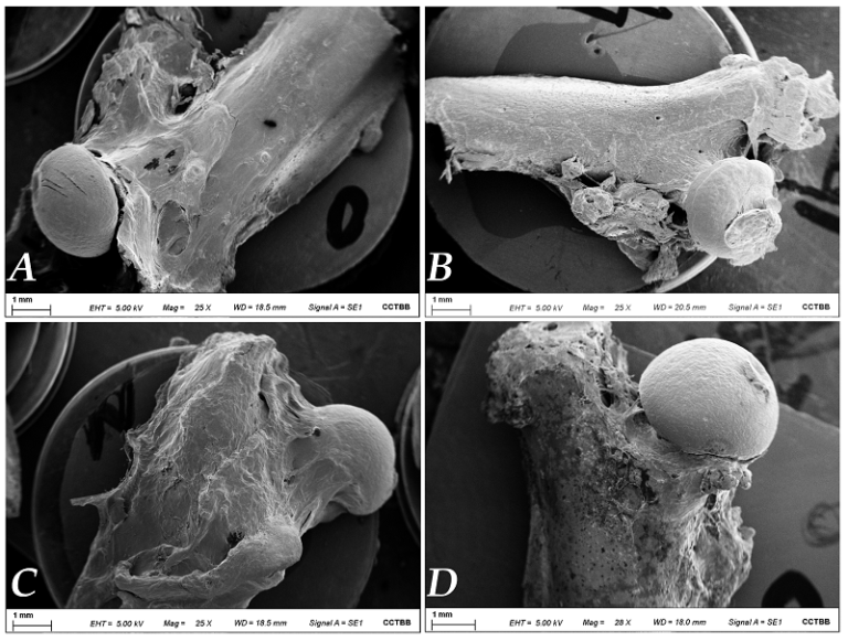 Effects of different traditional methods of cleaning skeletal material ...