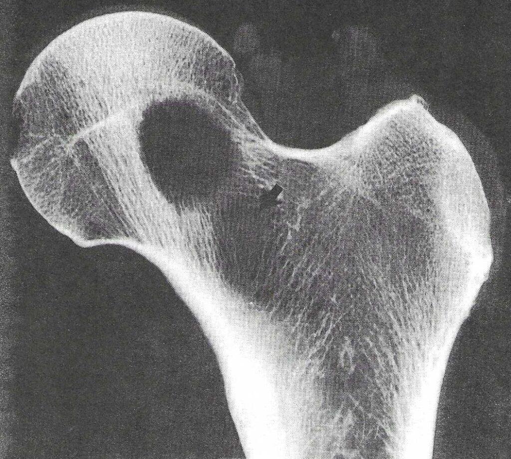 The Diagnostic Imaging Characteristics of Plastinated Anatomical ...