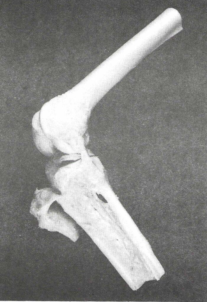 The Diagnostic Imaging Characteristics of Plastinated Anatomical ...
