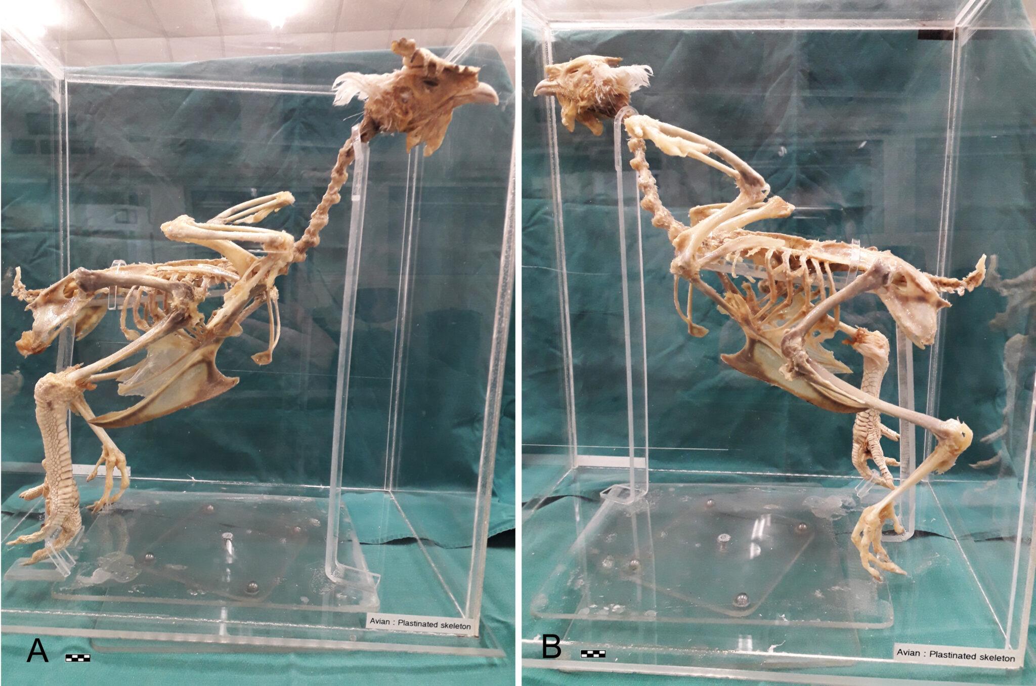 Chicken plastination: its role in teaching avian anatomy - The Journal ...