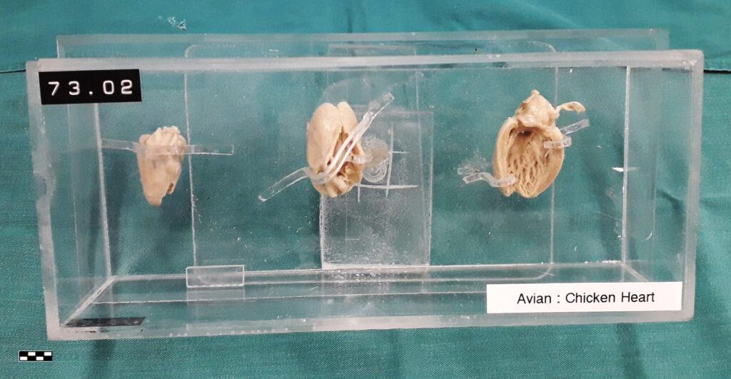 Chicken plastination: its role in teaching avian anatomy - The Journal ...