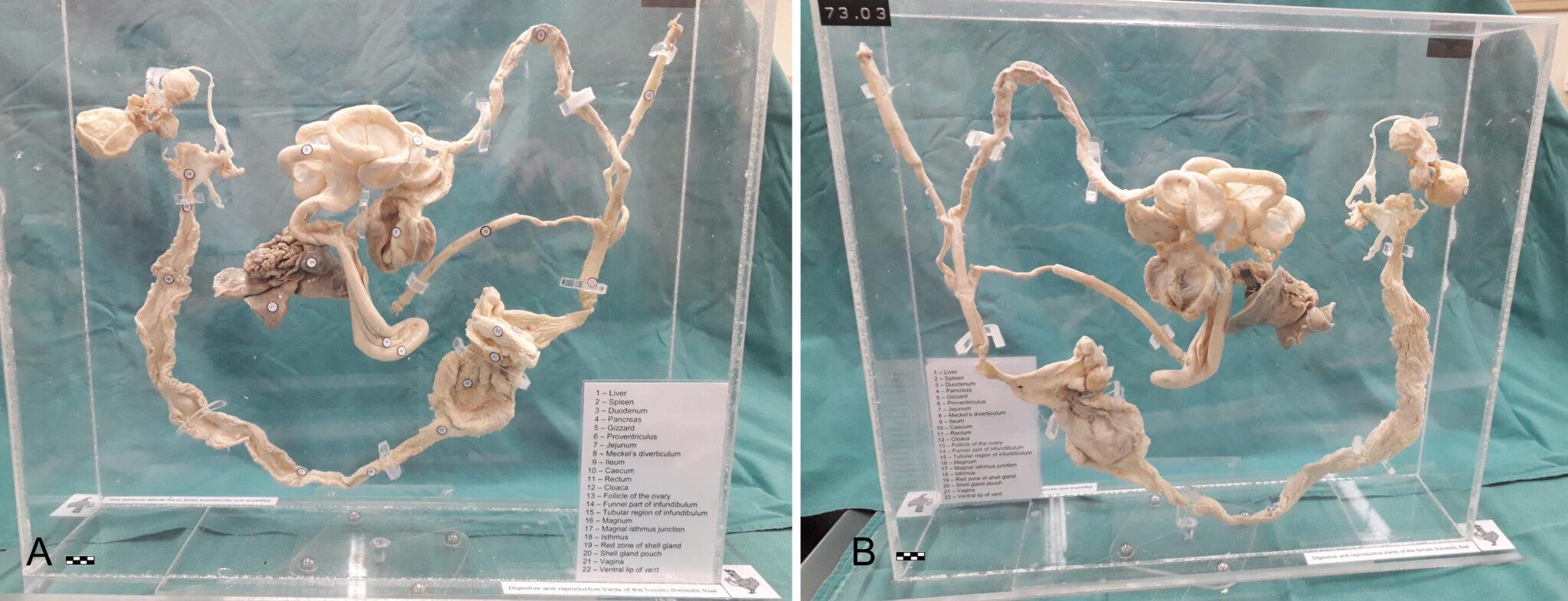 Chicken plastination: its role in teaching avian anatomy - The Journal ...
