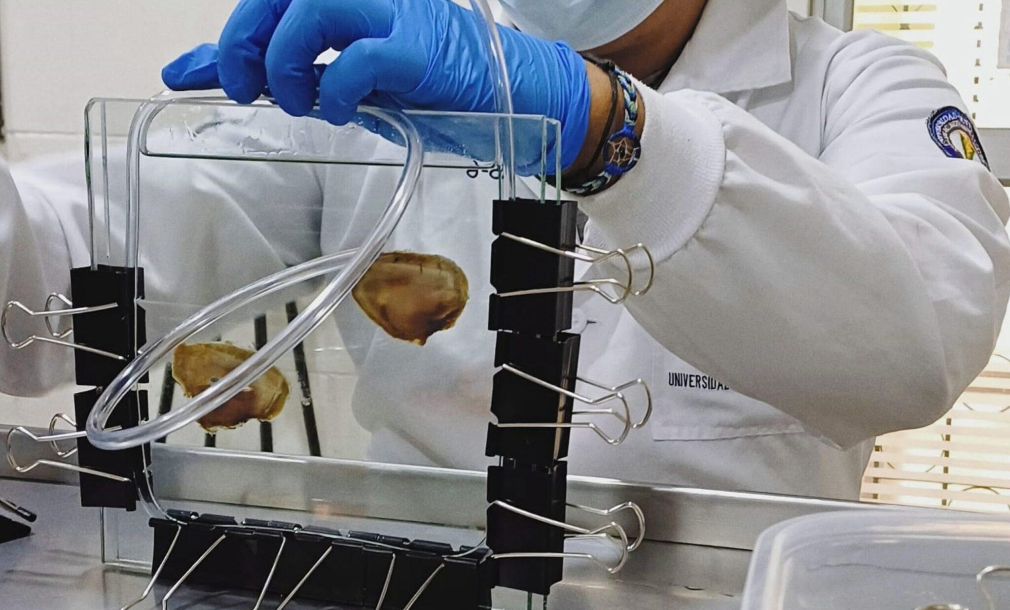 First experience in sheet plastination with polyester resin (P40) for ...
