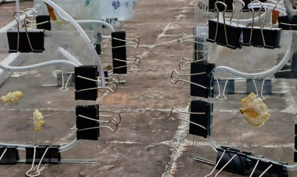 First experience in sheet plastination with polyester resin (P40) for ...